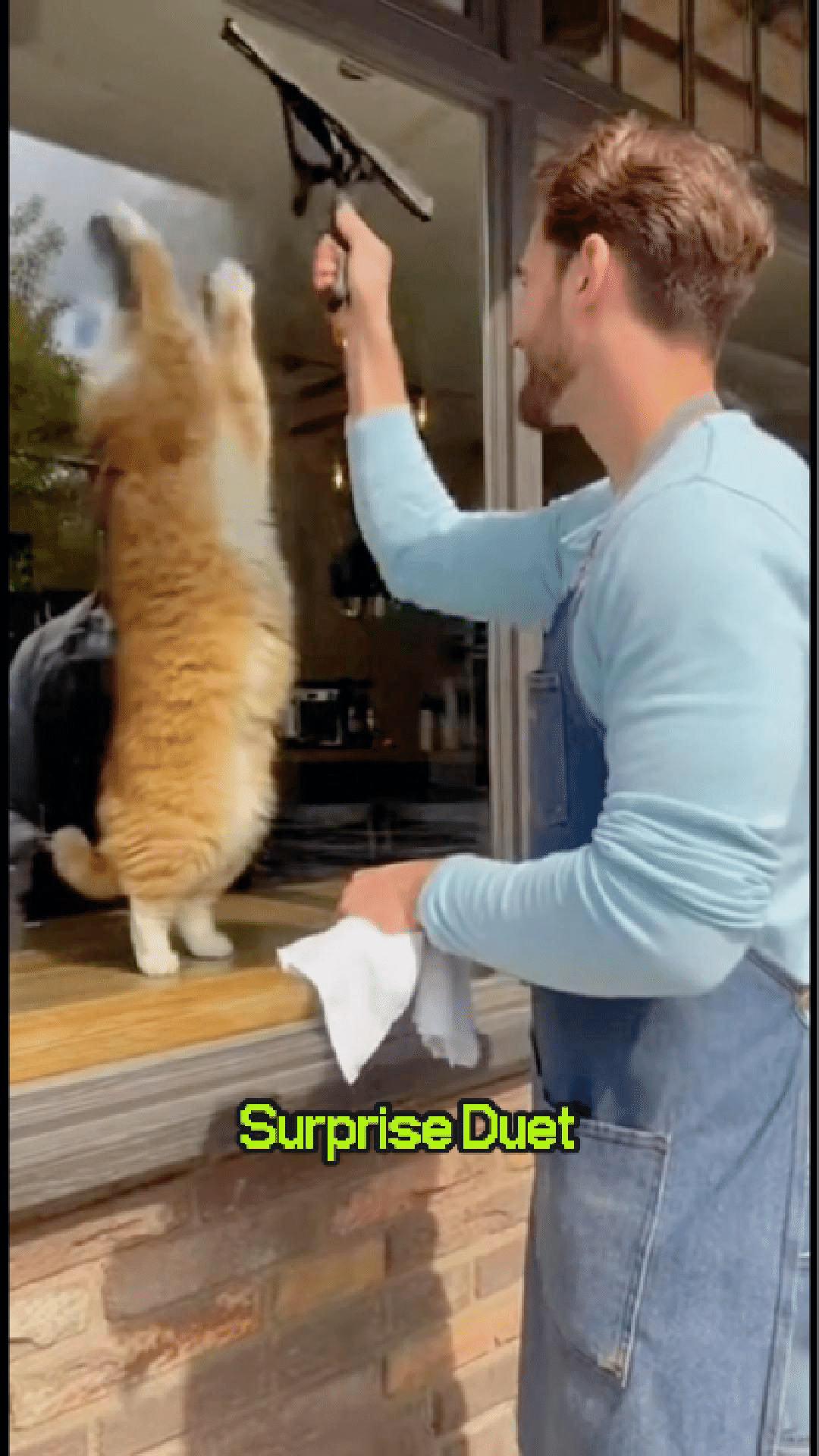 午後の日差しの中で猫と交わすハイタッチHigh Five with a Cat Under the Afternoon Sun오후의 햇살 ...