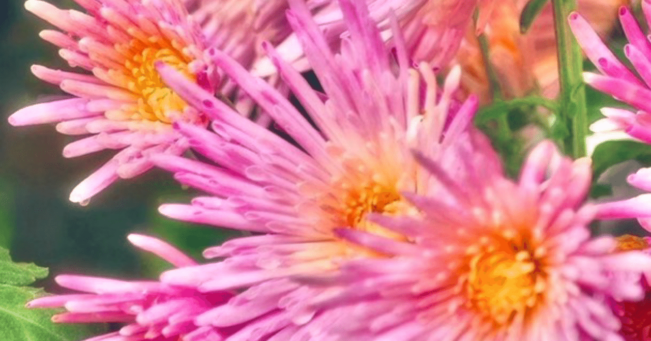 (54)TERRA アカイちゃん(口腔扁平苔癬)｜TERRA 量子力学的仏教 書籍版