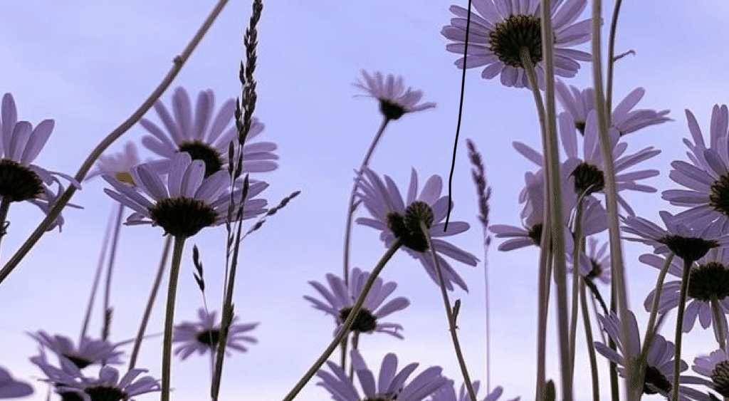 Heart Whispers マイホームが家族を壊した？｜momo_mama