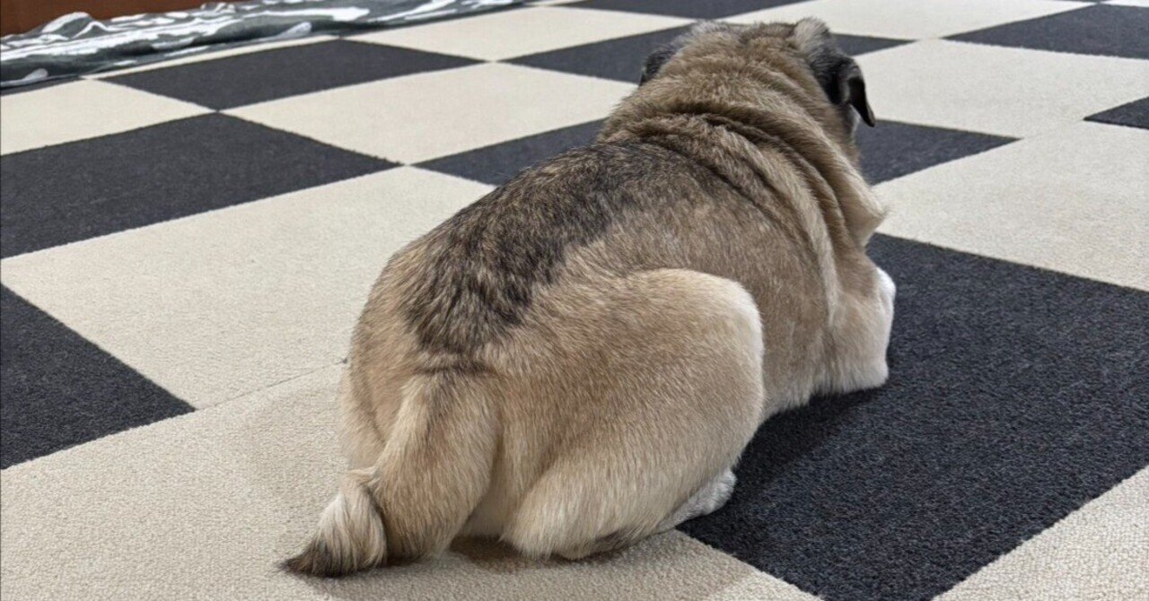 【三重県北部】雨でも安心！四日市の会員制屋内ドッグラン「pugsHOUSE」さんで犬の整体を知る第一歩｜Private Dog Care てくてく