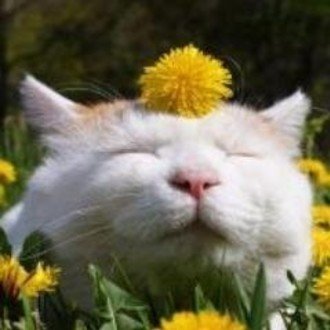 たんぽぽさん｜note