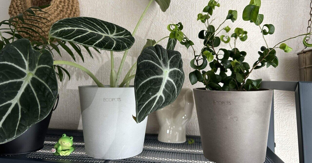 植物との暮らしでいろいろな気づきがあった話。｜せりぽん