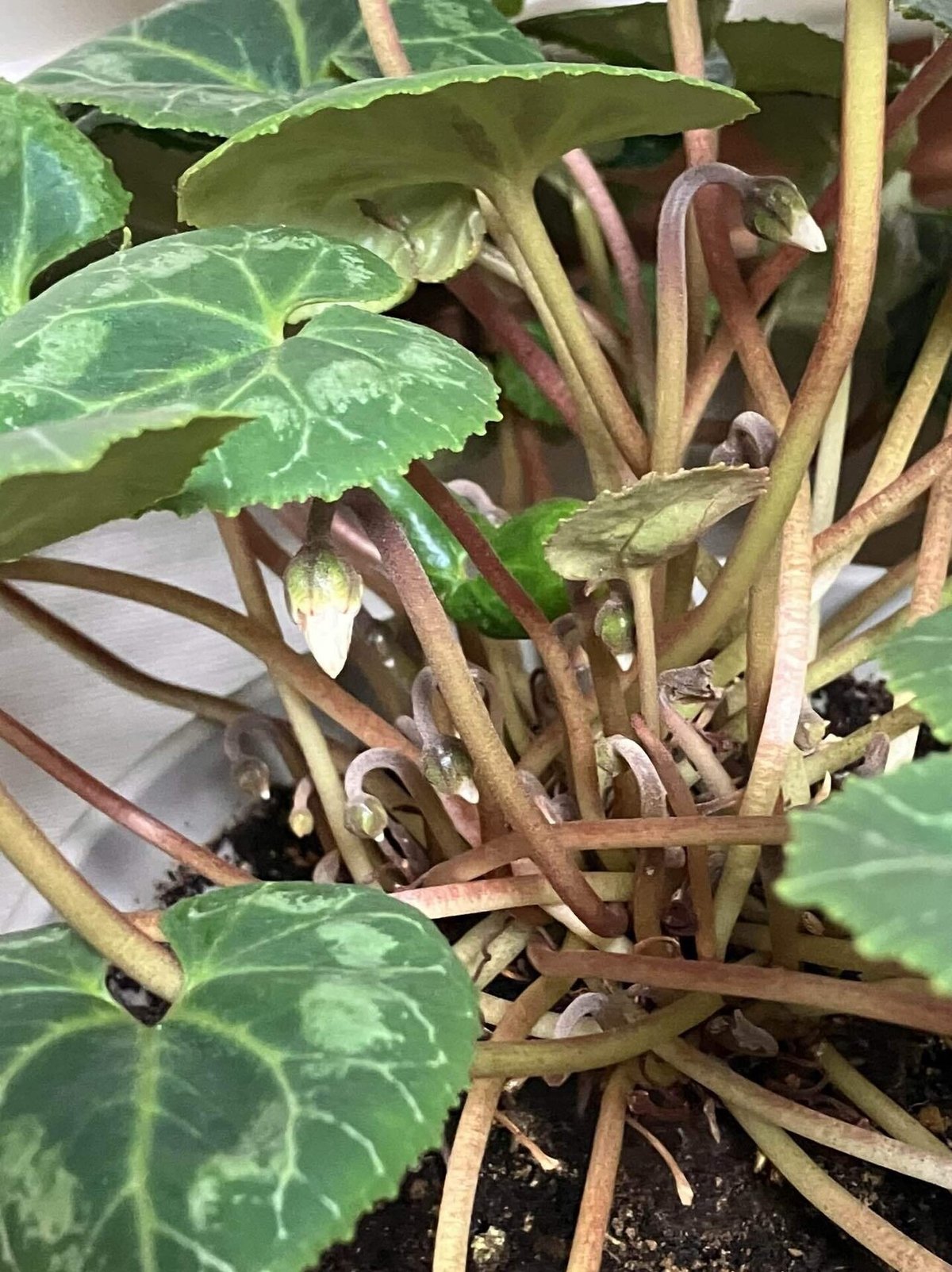 花は順に咲いて｜Kobayashi mu