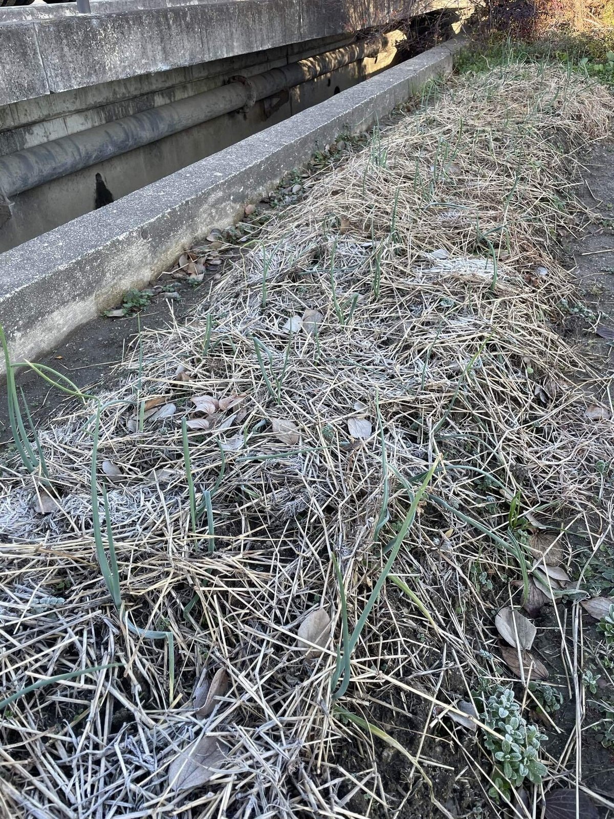 24.無農薬無肥料秀明自然農法パトロール2｜まつ