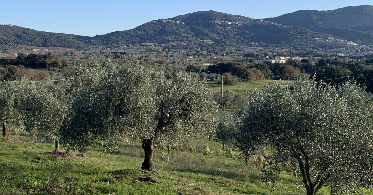 オリーブ畑の休日 16｜OTA YUKI