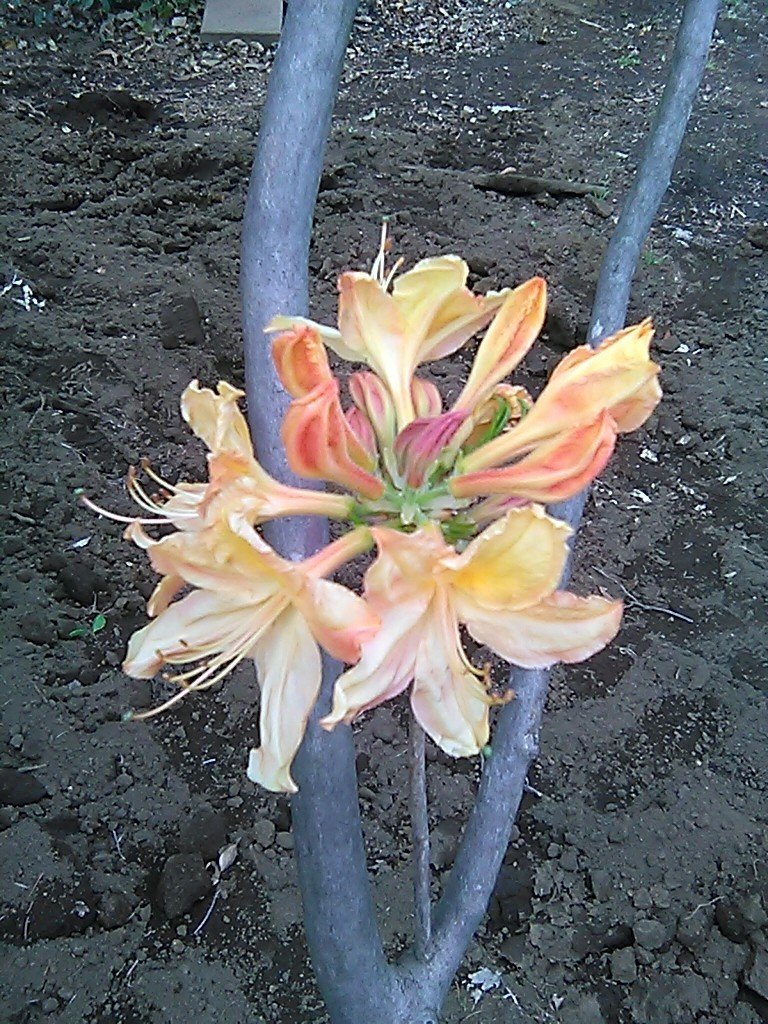 花 から SORA へ｜moOog yamamOTO