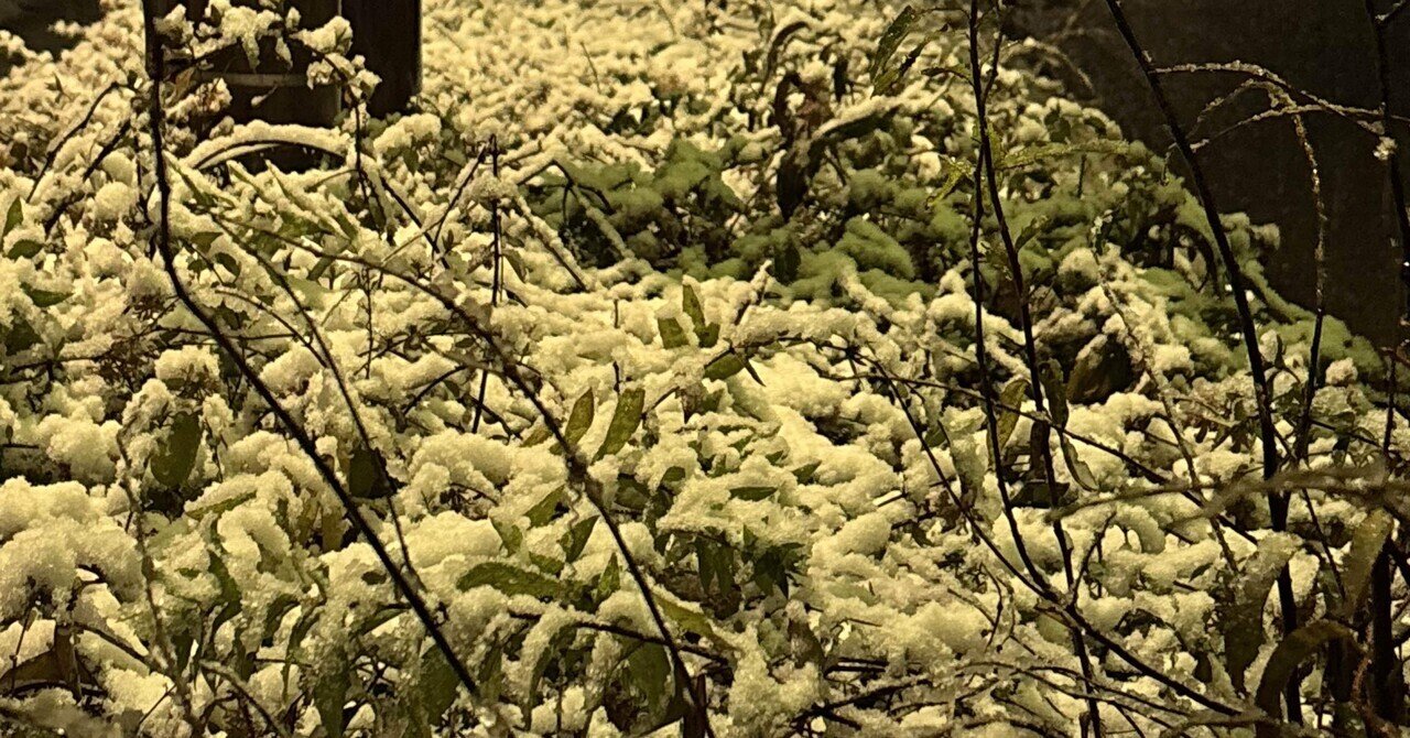 初めての雪を体験した｜あげしん