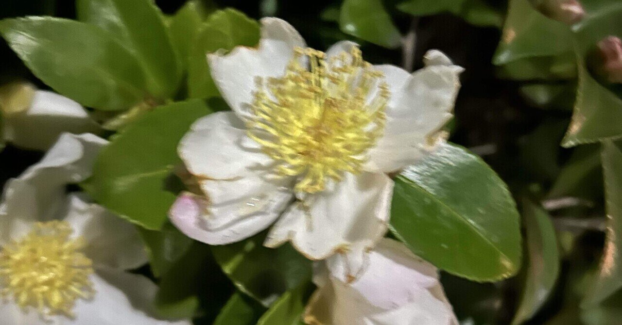 形容するならば、うぐぐ、または、うぎゃあ、か。｜不凍湾