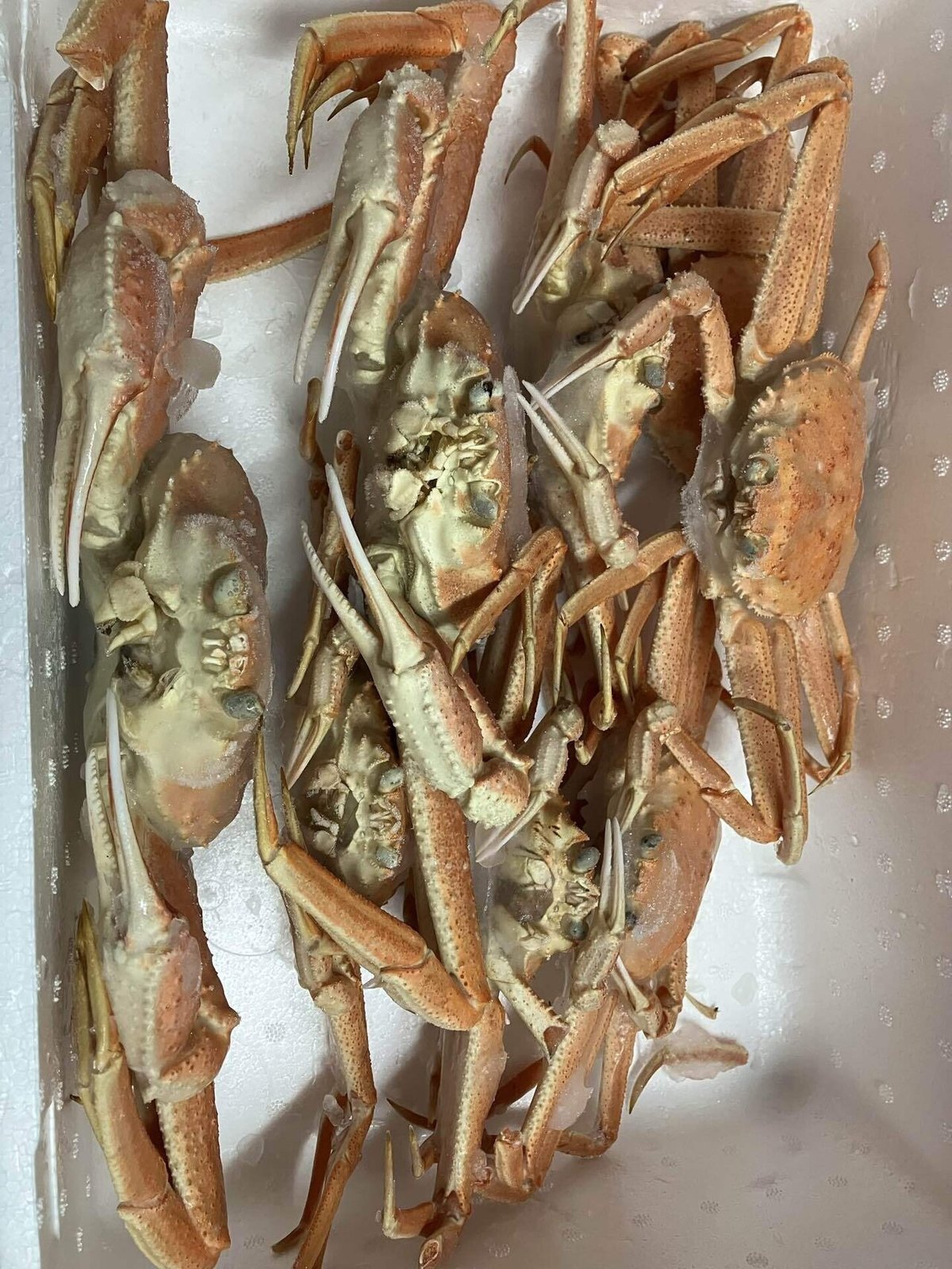 【メルカリ×年末大掃除】不用品が、きまぐれクックのカニ11尾に生まれ変わって年末カニパーティーする話｜【節約・資産形成・資格】ちゃそ先生