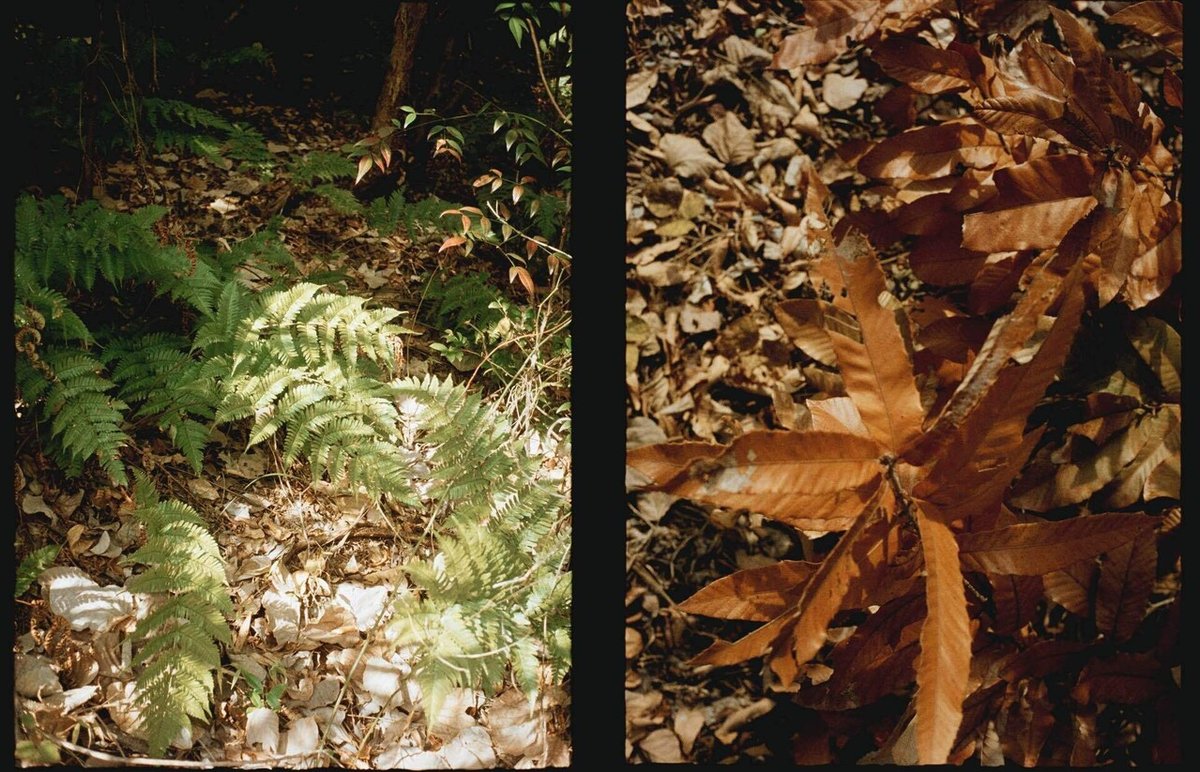 Olympus Pen S vol.2｜YON