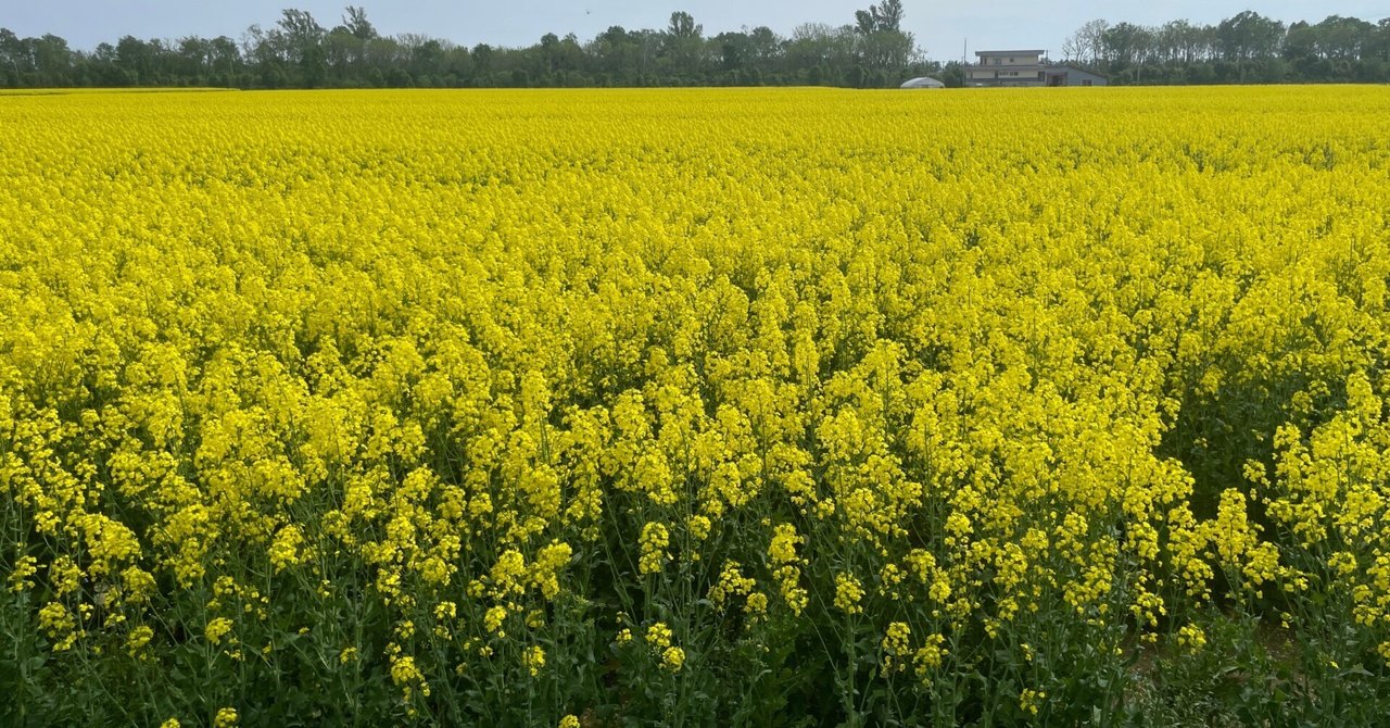 【売上公開】Preply日本語講師の半年間の売上報告｜人間ラジオ