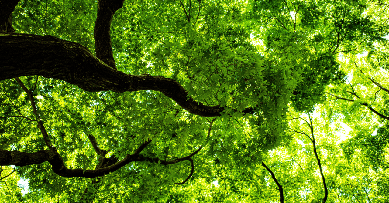 【保存版】一貫性の原理をハックせよ。言葉を「強制行動」に変換するメカニズム｜やんやん【自己啓発・AI活用・運動】