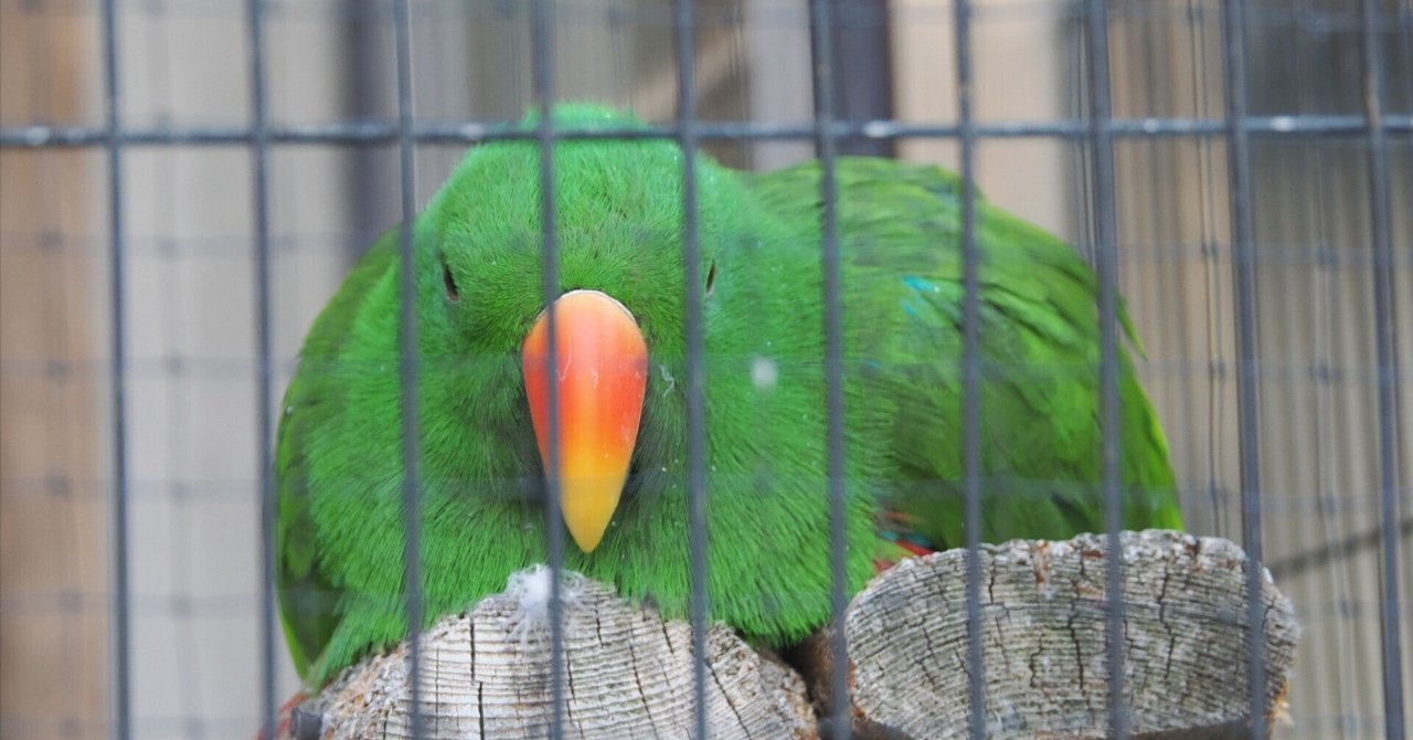 雌雄で色が全く異なる│オオハナインコ Eclectus Parrot｜M_ayumi