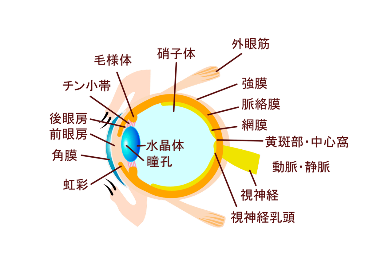 デスクワーカーの9割が悩む、眼精疲労・ドライアイの本当の原因｜RYUKA