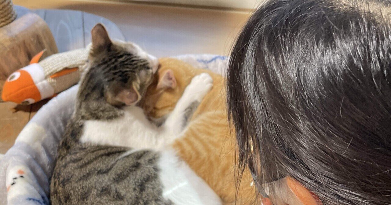 「過去の天才達が解決できない問題は感情的に解く｣12月29日(月)【ログ日記2025】｜荒井智也（Tomoya Arai）｜日記でも書こう