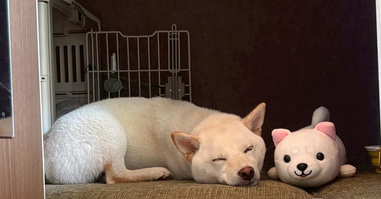 初めての旅で気づいた、ペットとの車中泊のリアル｜旅する仕事部屋