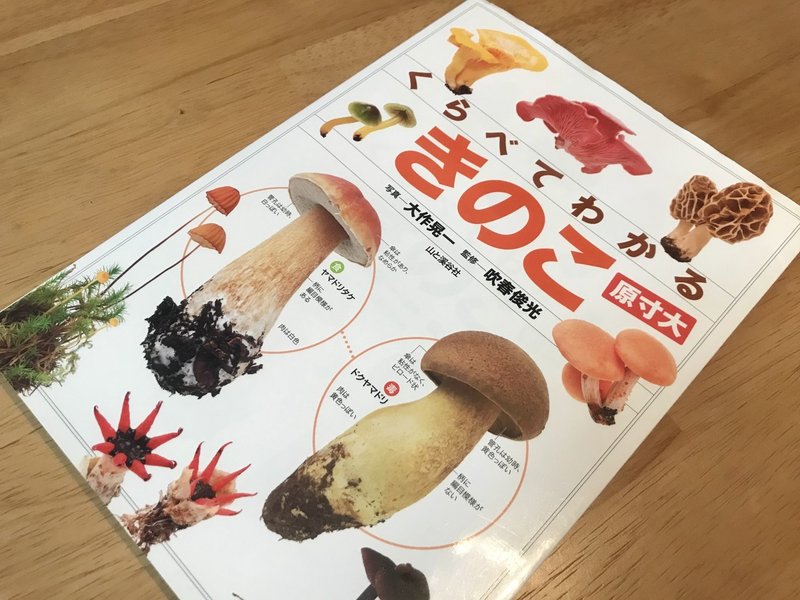 おうちdeきのこ＊おすすめきのこ図鑑｜ちょこすき～☆きのこ