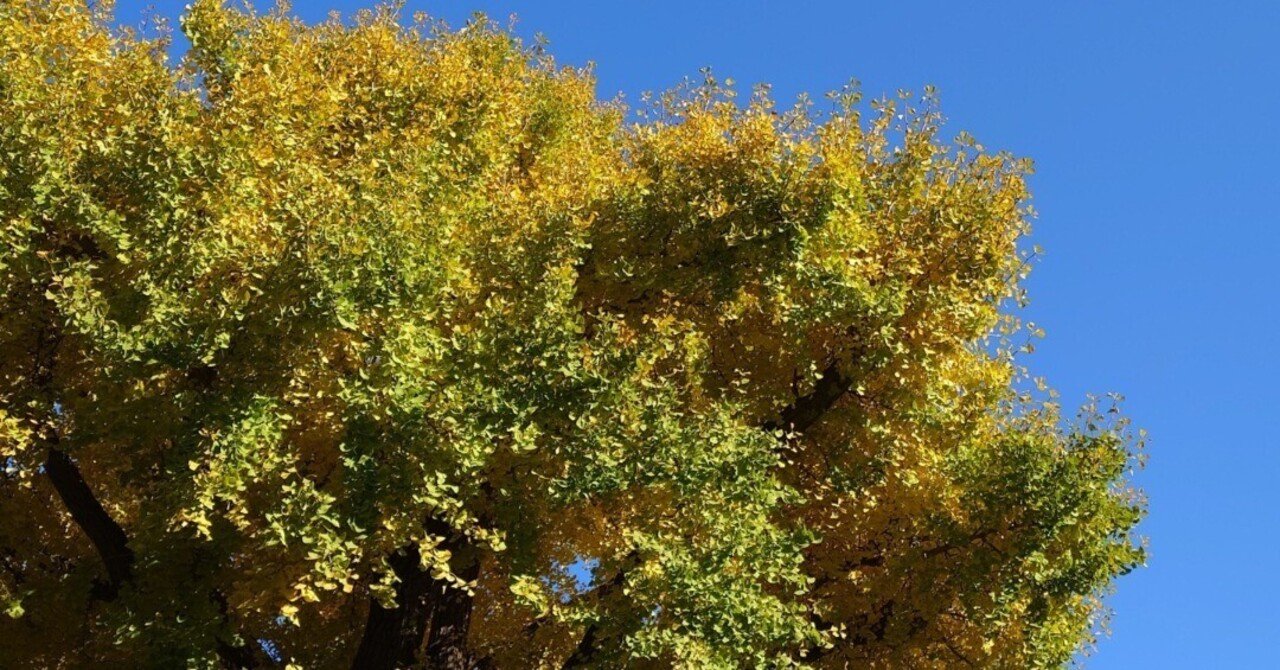 本をかじる子供｜稲井田そう