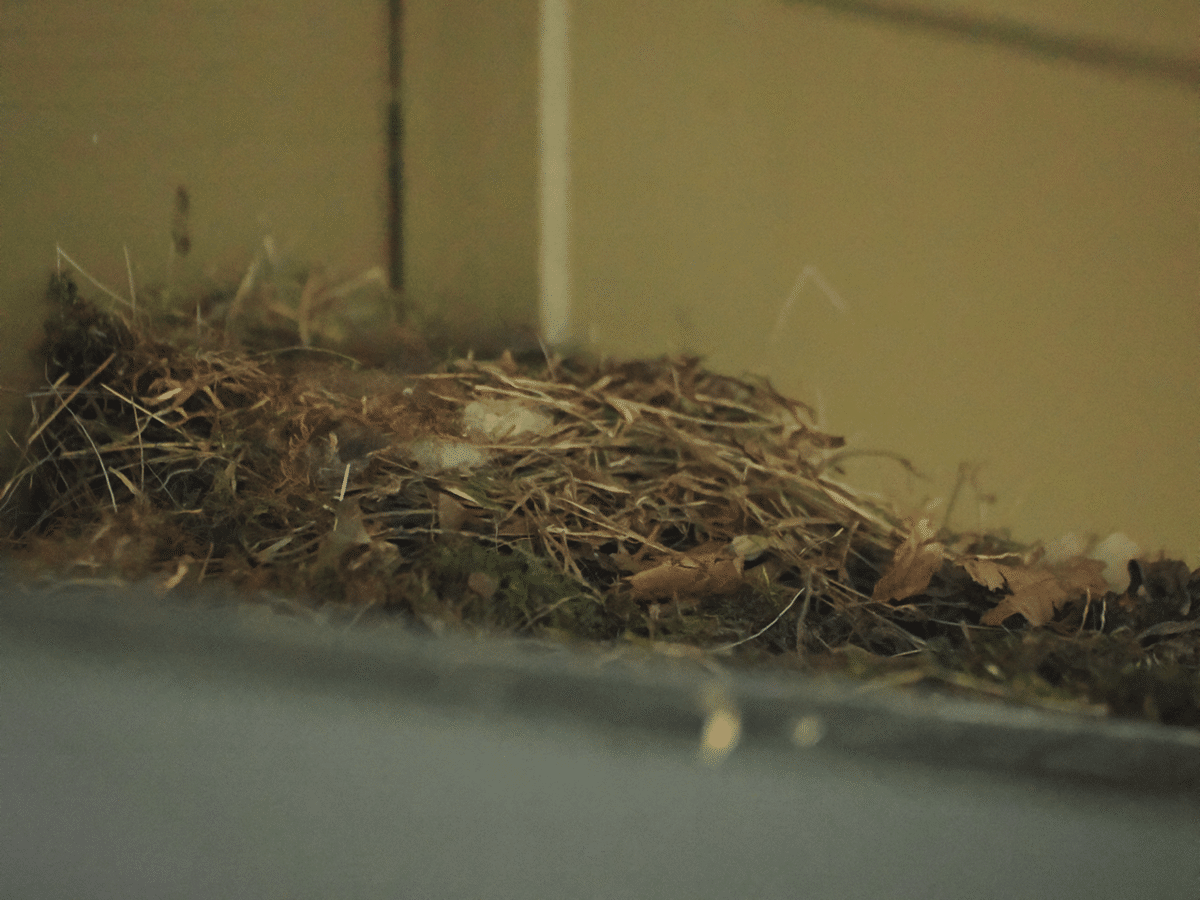 犬と歩けば ショコラ、この一年｜Kako S