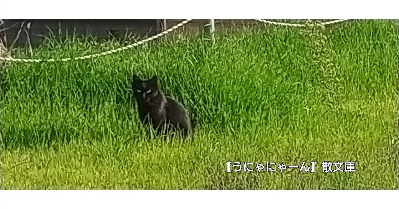 0459字：年始：本年も毎日 noteの投稿を続けますが…☆｜藤野矢【うにゃにゃーん】だより日報版