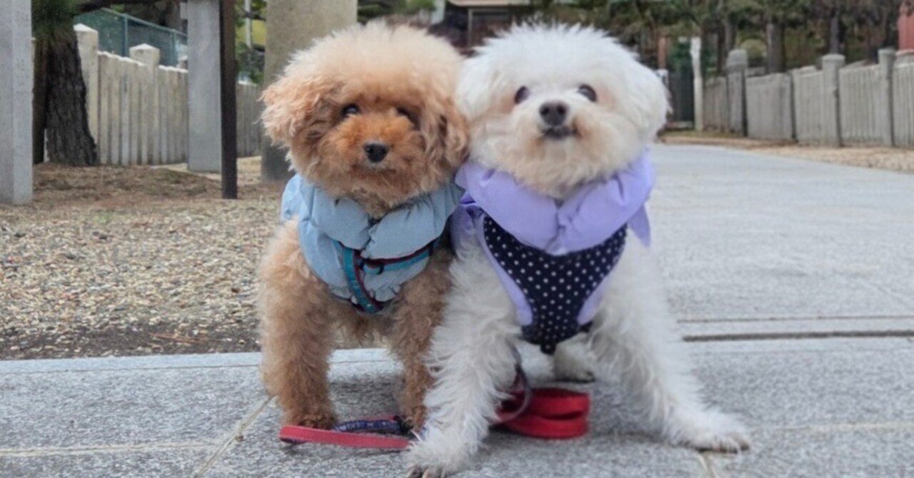 保護犬テトうたとの、知らんがなwな出会い｜coreteu