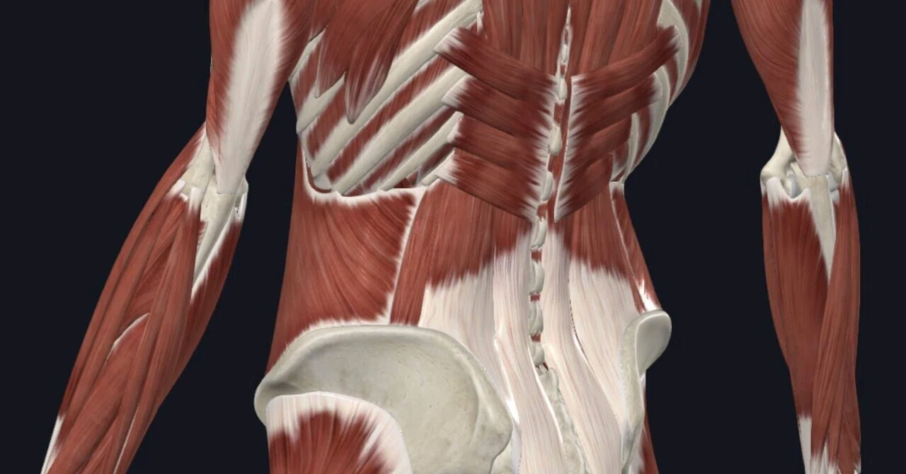Abdominal muscles for lower back pain｜直塚和紀／直塚式姿勢術