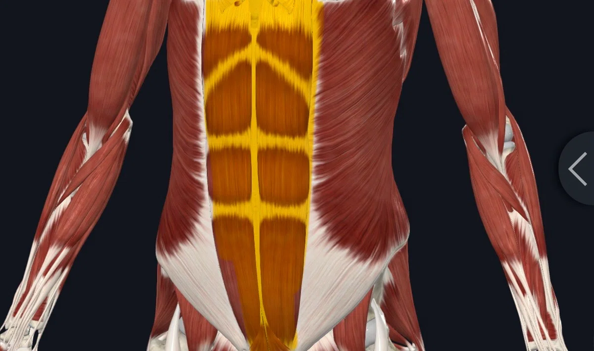 Abdominal muscles for lower back pain｜直塚和紀／直塚式姿勢術