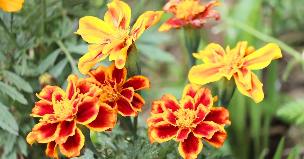 芽を出してコットン｜Sosyu Kikuchi｜note