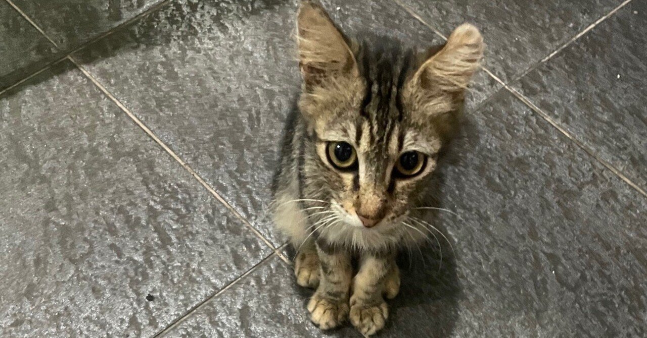 #59 狂犬病の危機😭 タケノコクリニックにお世話になる｜sui_インドネシア留学