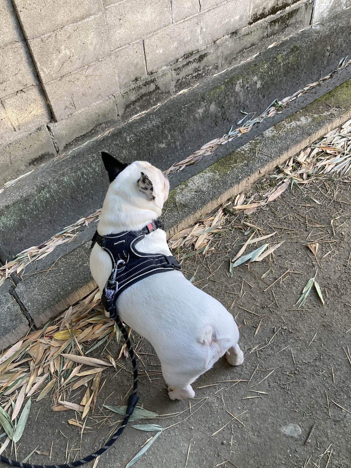 30photo's diary '26.01.06.｜Alexandre