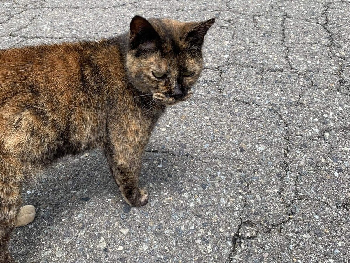 ぬこや｜インロー