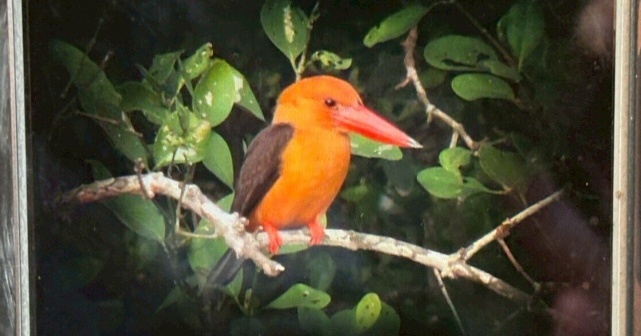 世界最大の三角州で自然のことを考える｜Natsu@コルカタ🇮🇳