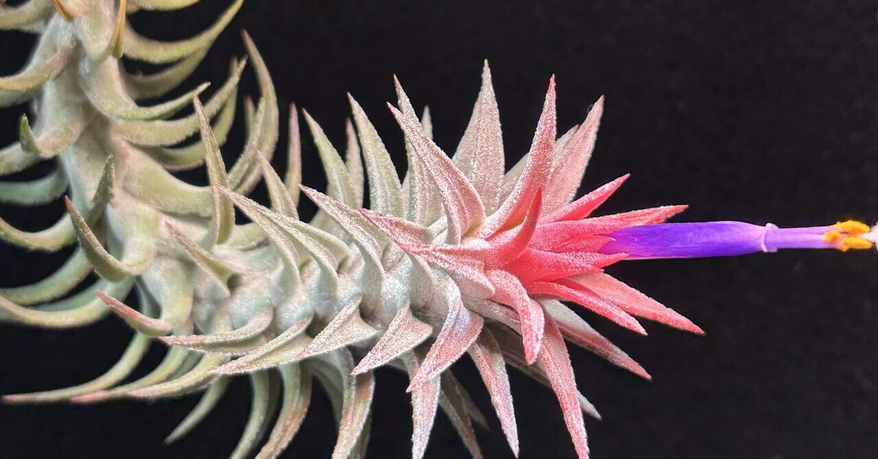 ionantha var.van-hyningii (from Joe&Mam Orchids)｜sioncolorwheel