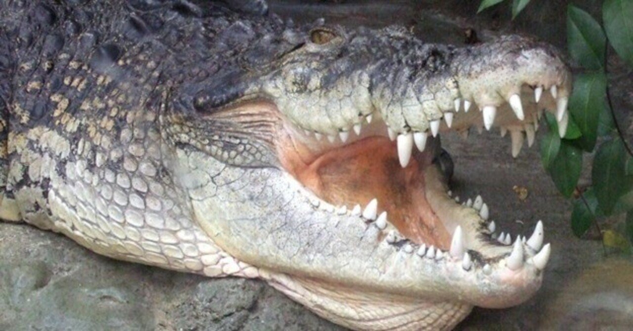 【驚愕】100kgの歯と最強の咬む力。歯科医師が語る“生き物の歯の世界”｜Shinichi Takeuchi