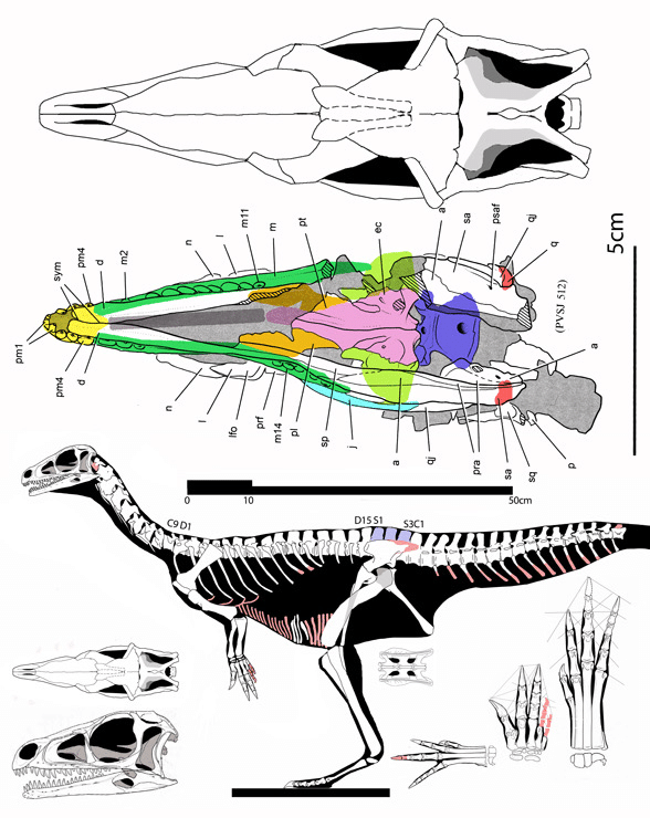 古生物の歯の進化 第二話 恐竜の時代｜斎藤 和幸