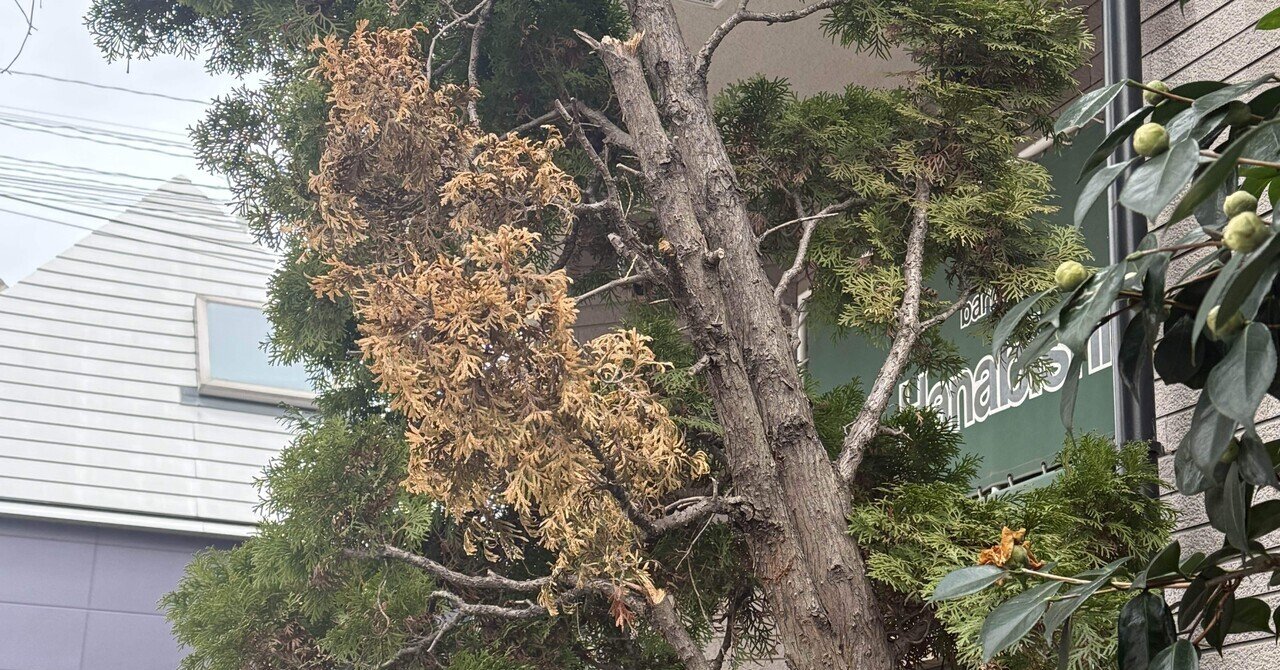 最近どうしましたか、ですって？ (木が教えてくれることを聞いてみる 2026.1.7)｜樹木も人も笑顔に、樹木医mimi