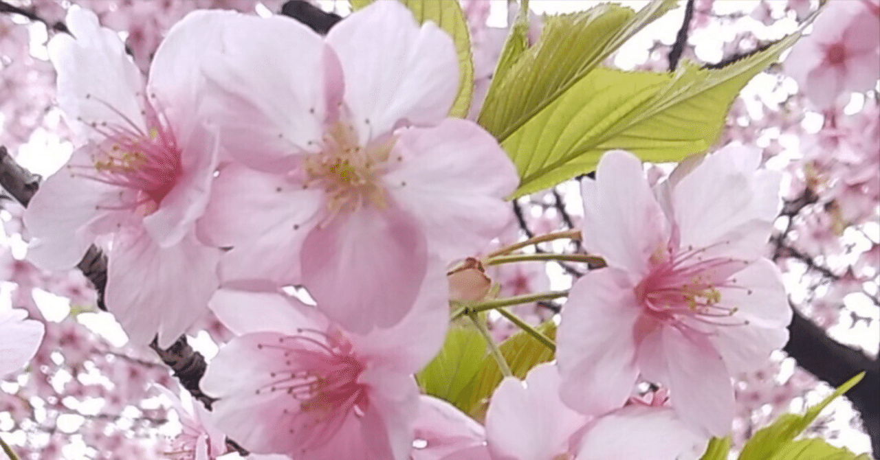 It's everyone's first time.｜Sai_Co.