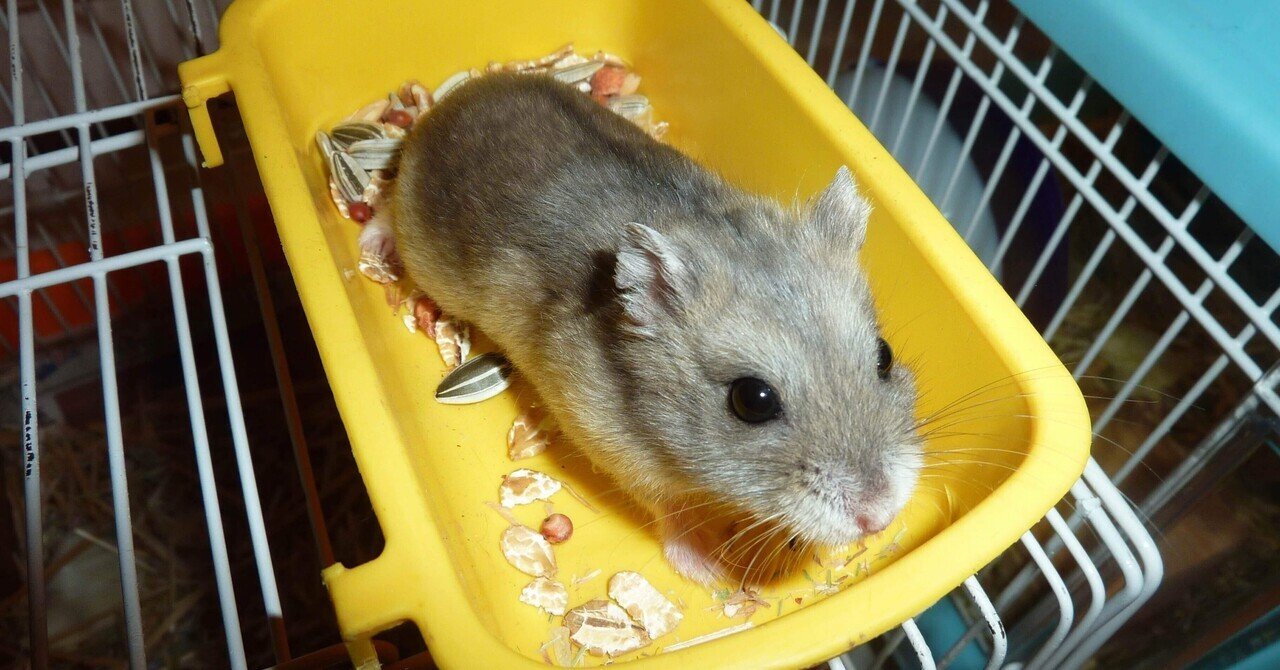 おせち風呂｜毎週ショートショートnote（字数オーバー）｜fuff