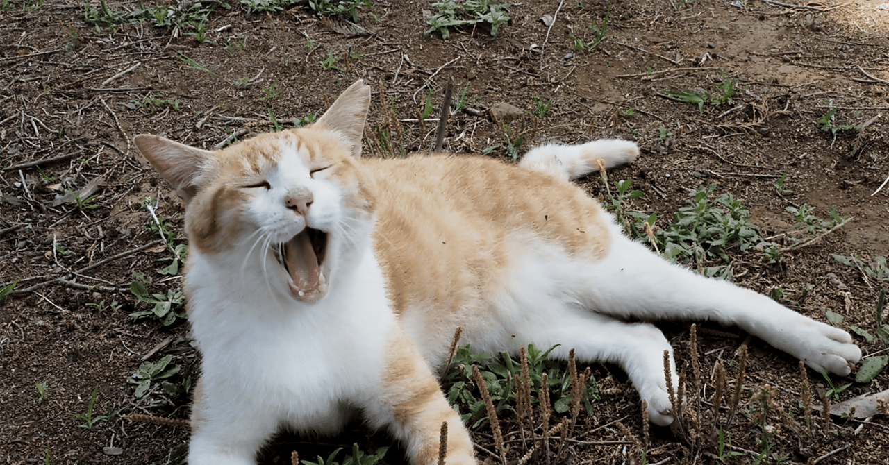 スワン聴いたやつ(12)｜Swanman