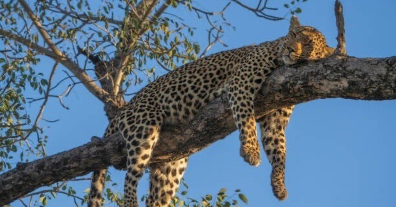 詩・詞 | タイヤード ｜たまでたま (Tama de Tama)