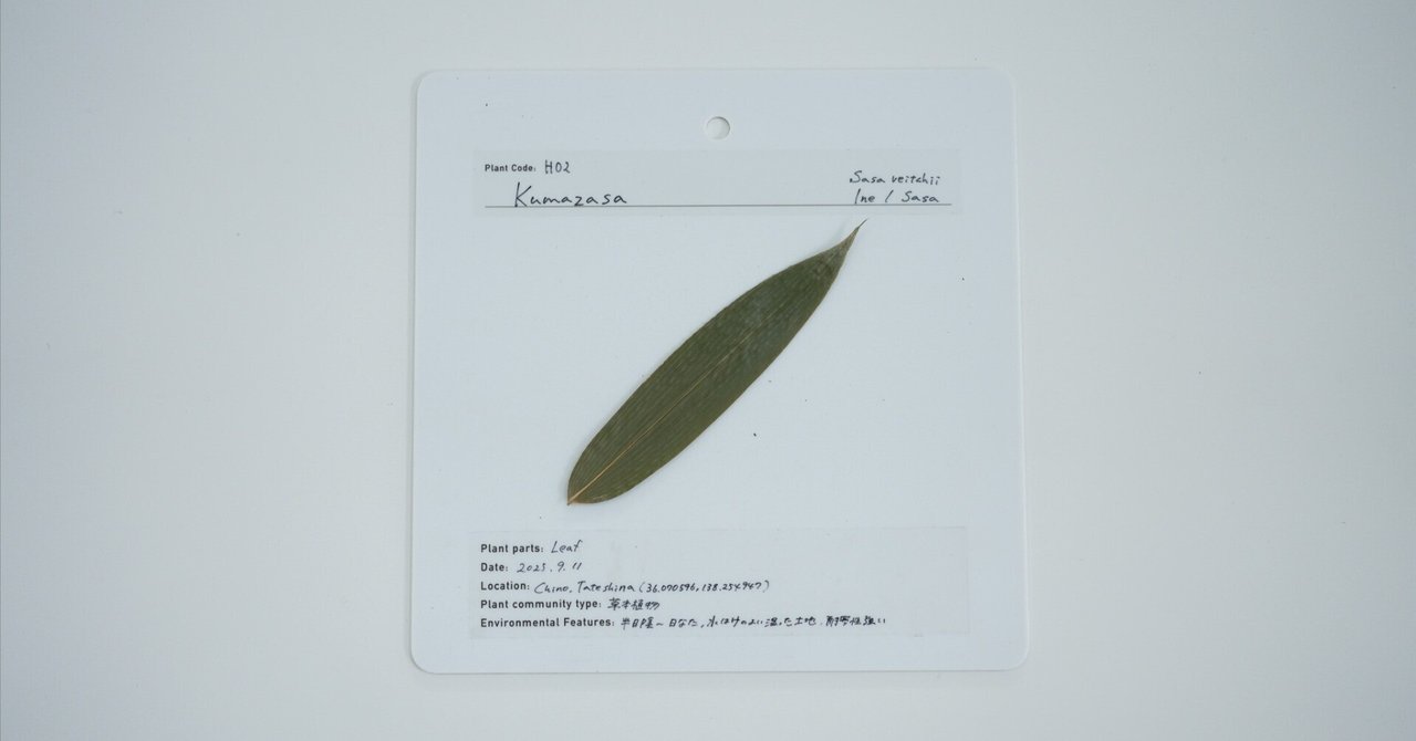 クマザサ Plant code:H02｜森の素材研究室 TENOHA TATESHINA Lab.