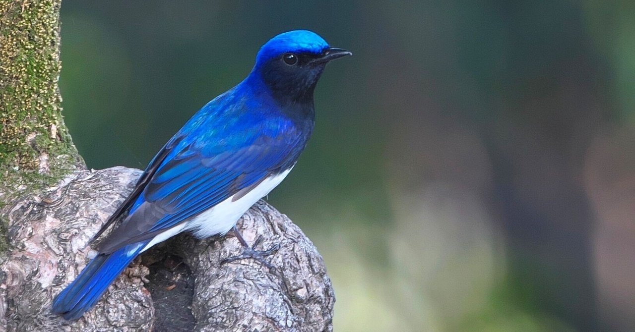 レンズ越しに見た「尊厳」と、読者の心に届いた「言葉の処方箋」｜mimi@美と心の悩みに寄り添う薬学博士コーチ