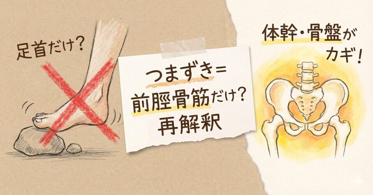 つまずき＝前脛骨筋の弱さ？その常識を再解釈する｜だいき