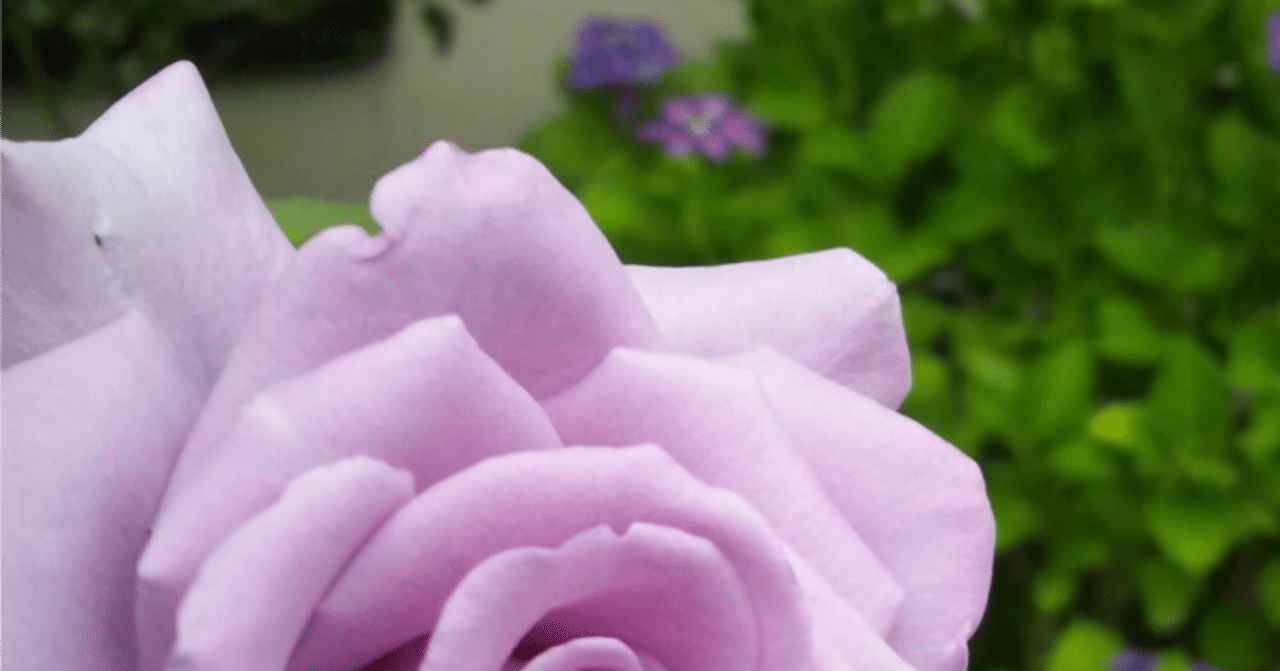 ポイント｜白玉