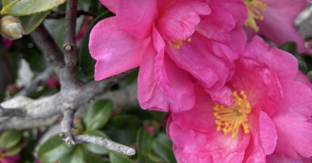 30photo's diary '26.01.09.｜Alexandre