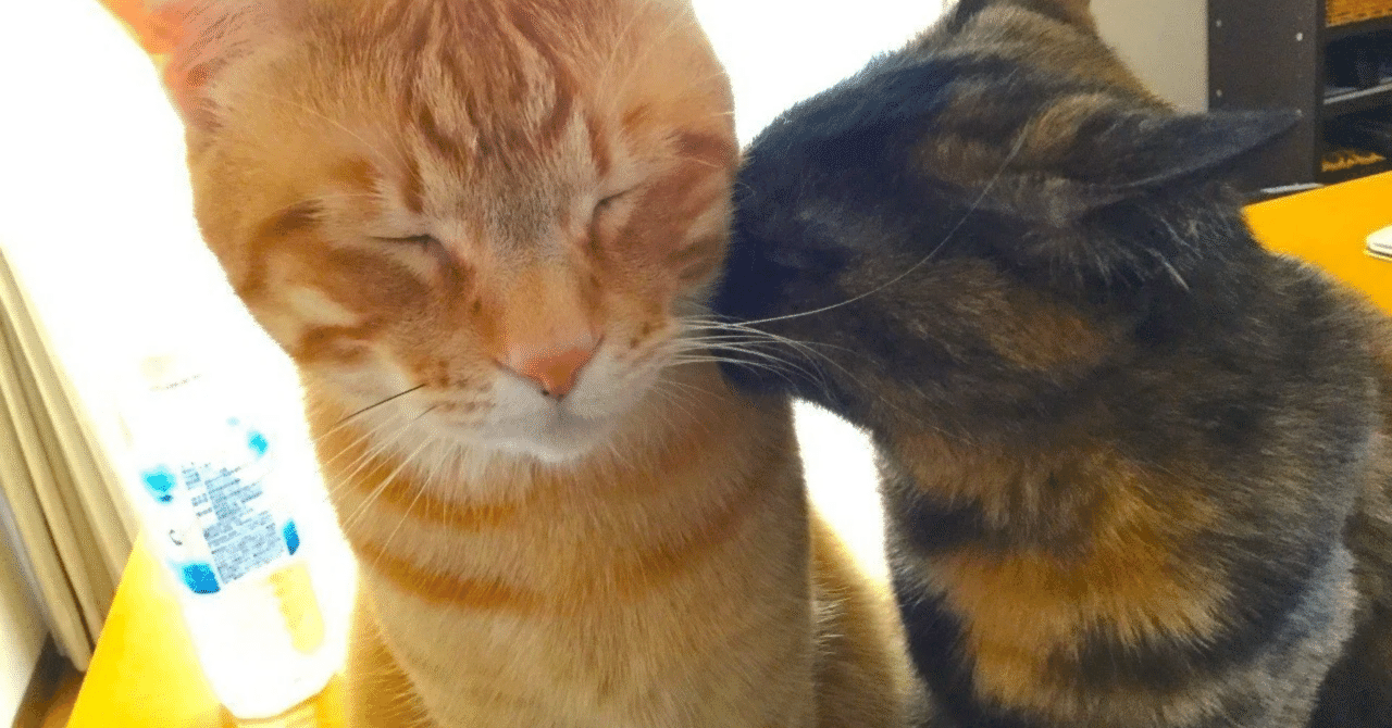 BLにおけるロール｜佐木 紘