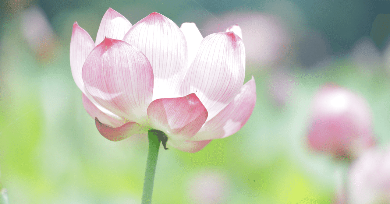 物語11｜sun and star