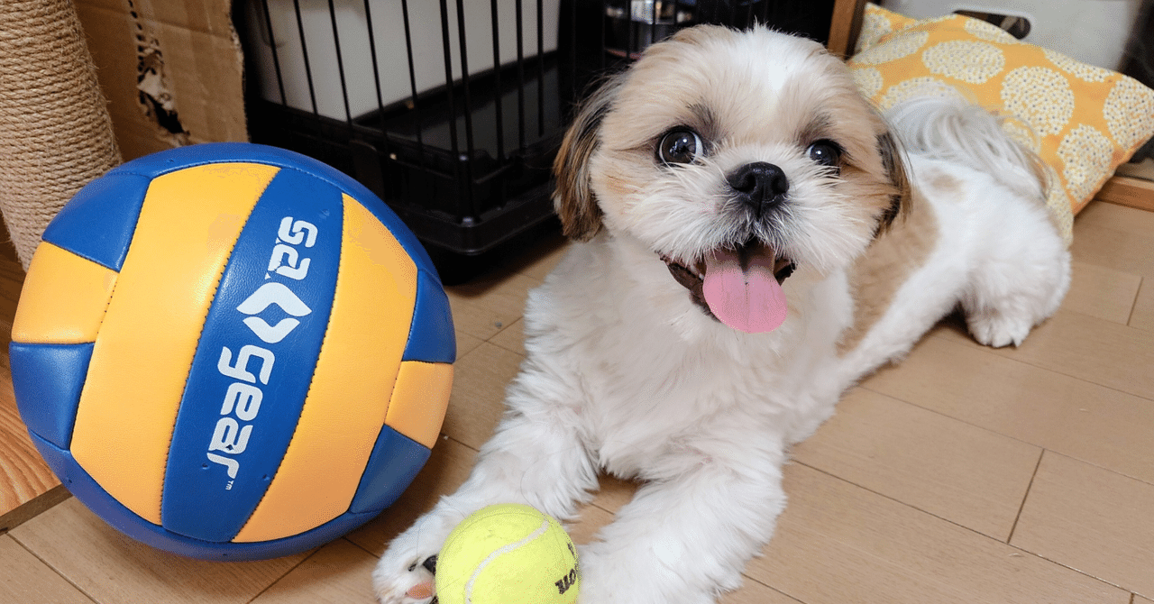 パソコン未経験・アラフィフでも「Word・Excel経験者」の求人に申し込めた理由｜シャー