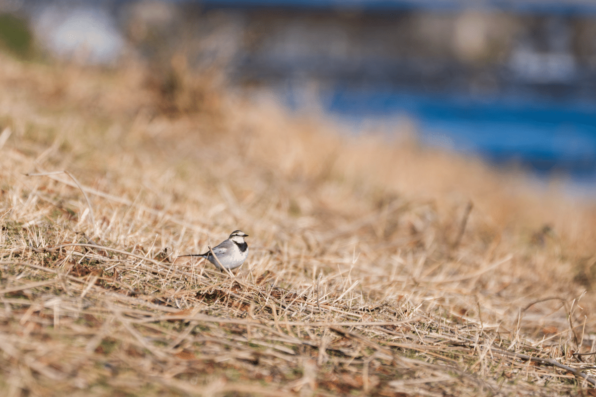 野鳥観察日記 イソシギ シメ ルリビタキ ツグミ｜hana