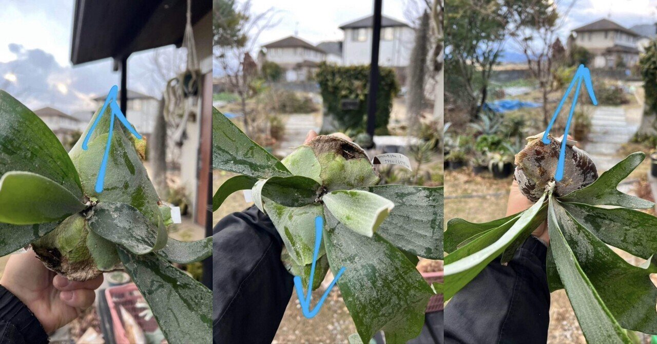 ビカクシダ 成長点｜FAR EAST GREEN ROOTS[FEGR]